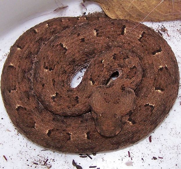 South African Photographs: Horned Adder (Bitis caudalis)
