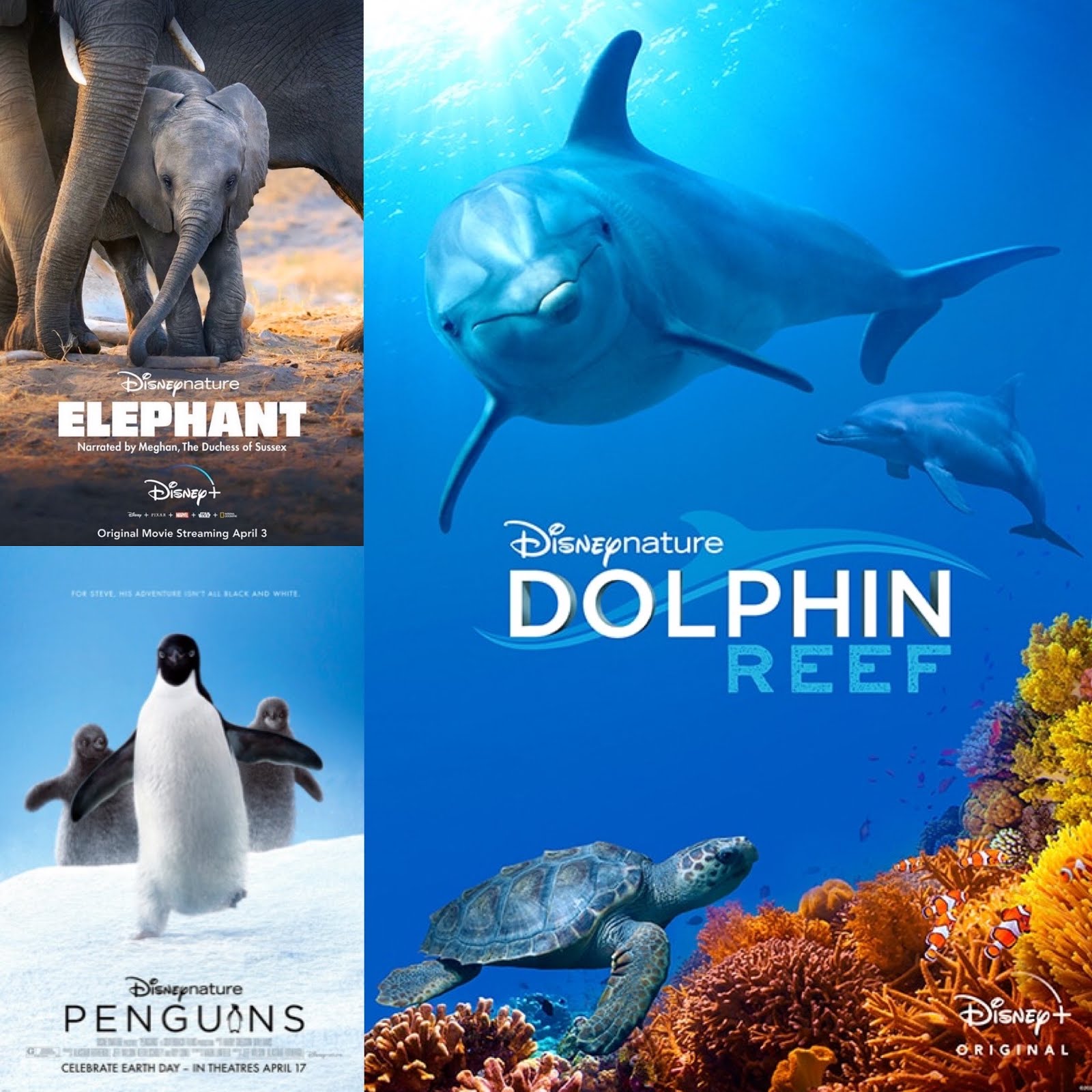 Disney Nature - Review of Elephant, Dolphin Reef and Penguins