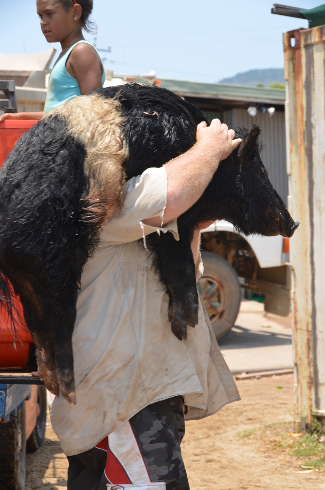 Cooktown and Cape York: Hog Hunting in Cooktown, FNQ