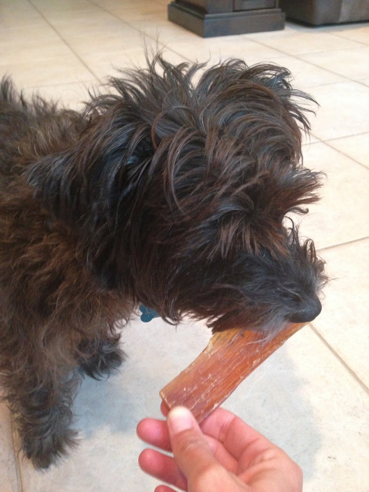 Tasty Tuesday: Nip and Bones Buffalo Paddywack Dog Chew Review | Oz the ...