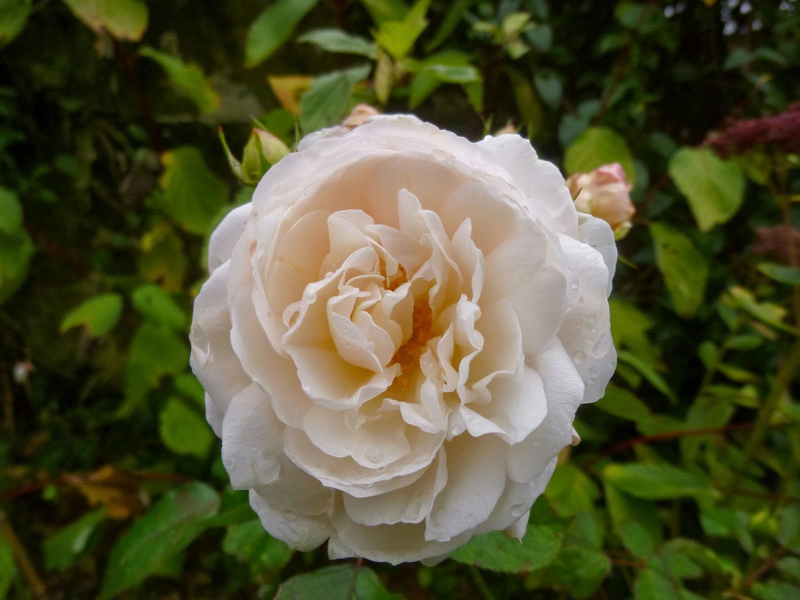 Cagouille's Garden : Une rose d'automne est plus qu'une autre exquise...