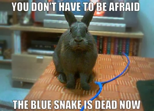 Rabbit Ramblings: Bunny Monday Meme*Day (Zed's Dead)