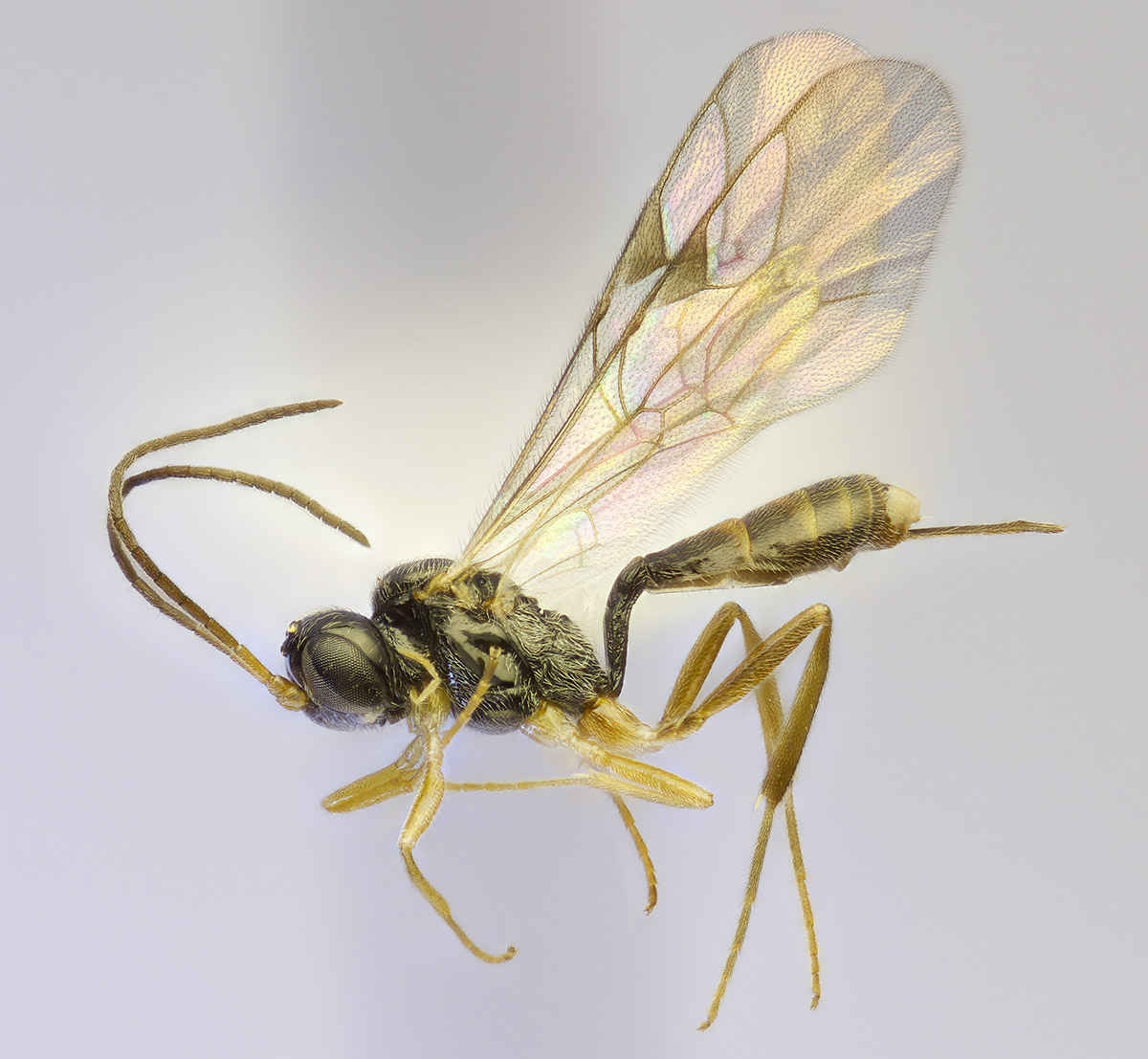 Utgångspunkt 63° 31,x' N - 22° 31,x' O: Ur silkestott. Del 2