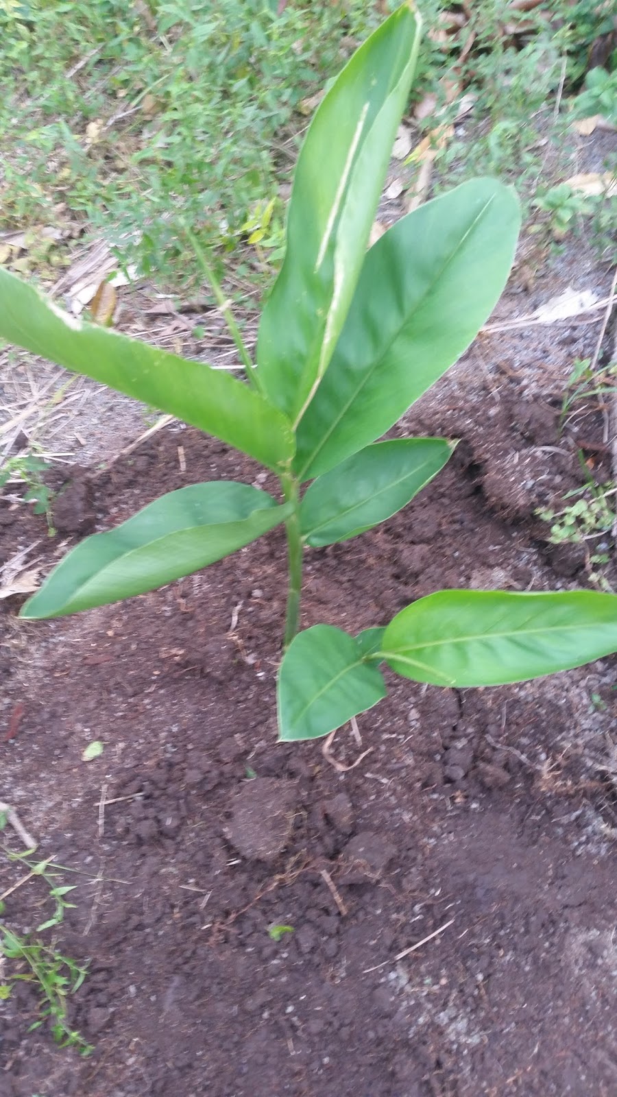 Warisan Petani: Pokok Lengkuas.