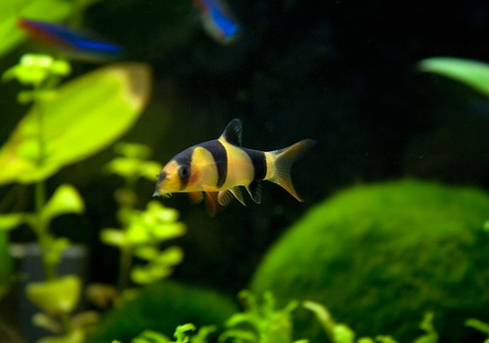 The family of aquarium fish loaches (Cobitidae): Botia macracantha ...