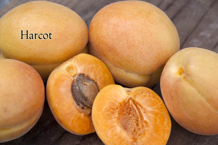 Heritage Fruits & Berries: Apricots
