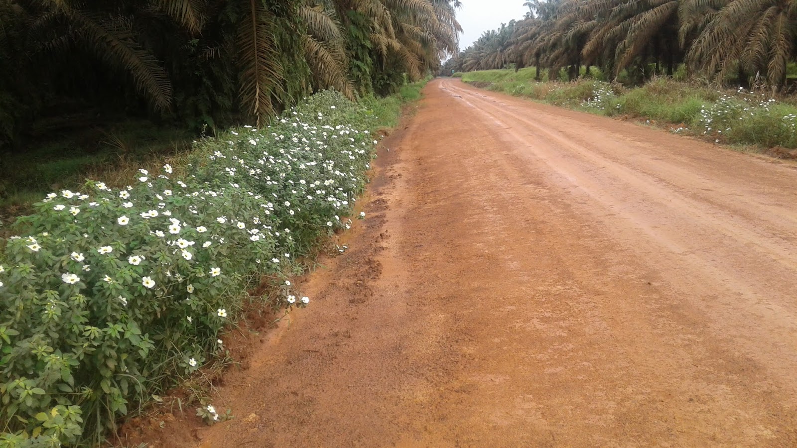 Pengendalian Ulat Api dengan Turnera Subulata, Bunga Pukul Delapan