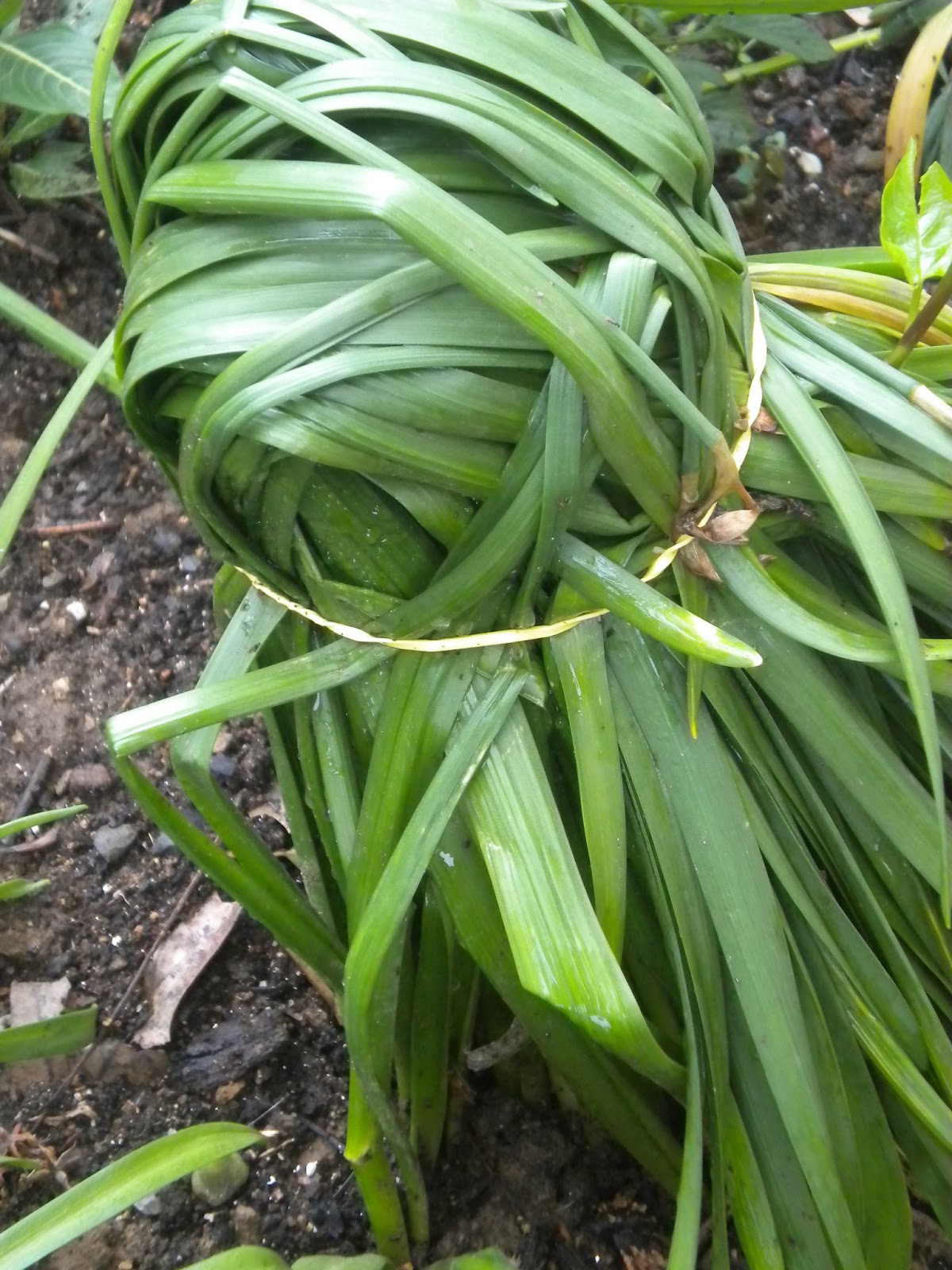 Rosemary's Sampler: Daffodil Greens