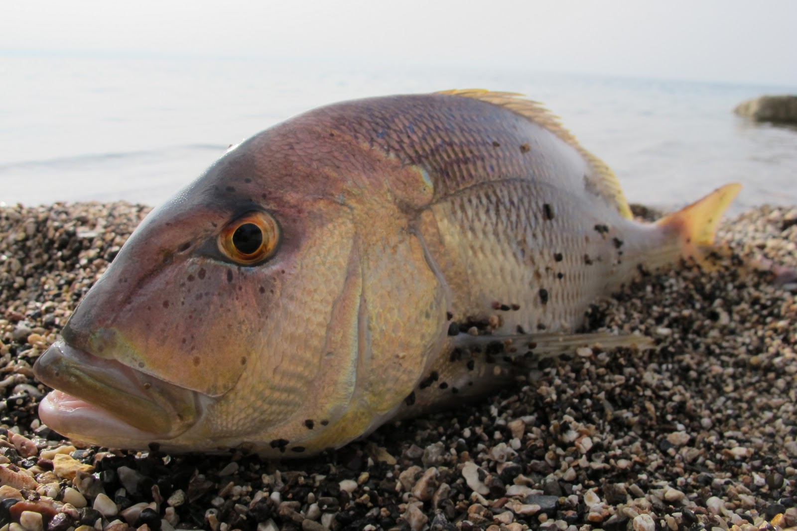 blue dreams fishing: Συναγρίδα - Dentex dentex