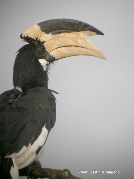 BIRDS: Vezhambal,Ponden vezhambal