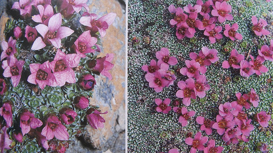 Another Beautiful Day: Flora alpina