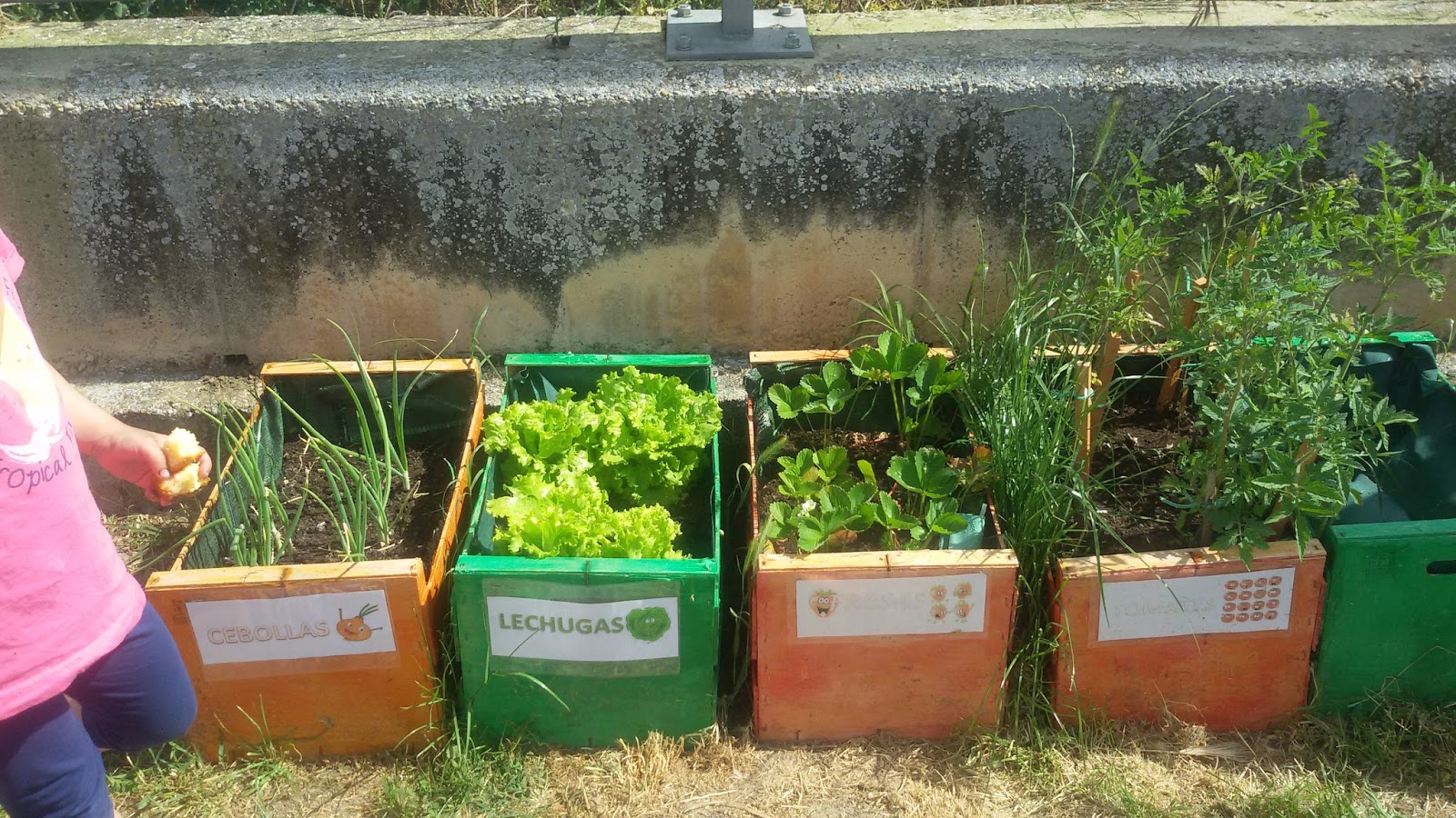 MINI HUERTO ESCOLAR