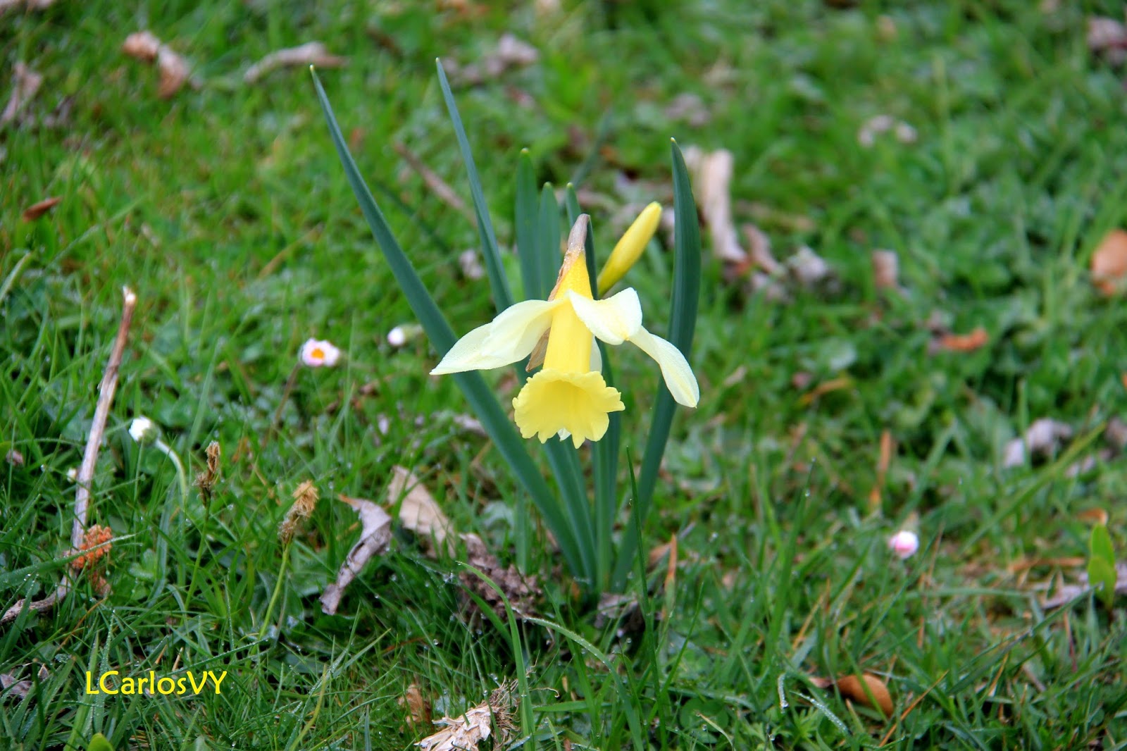 Plantas silvestres de Asturias: Narciso trompón - Narcissus tortuosus