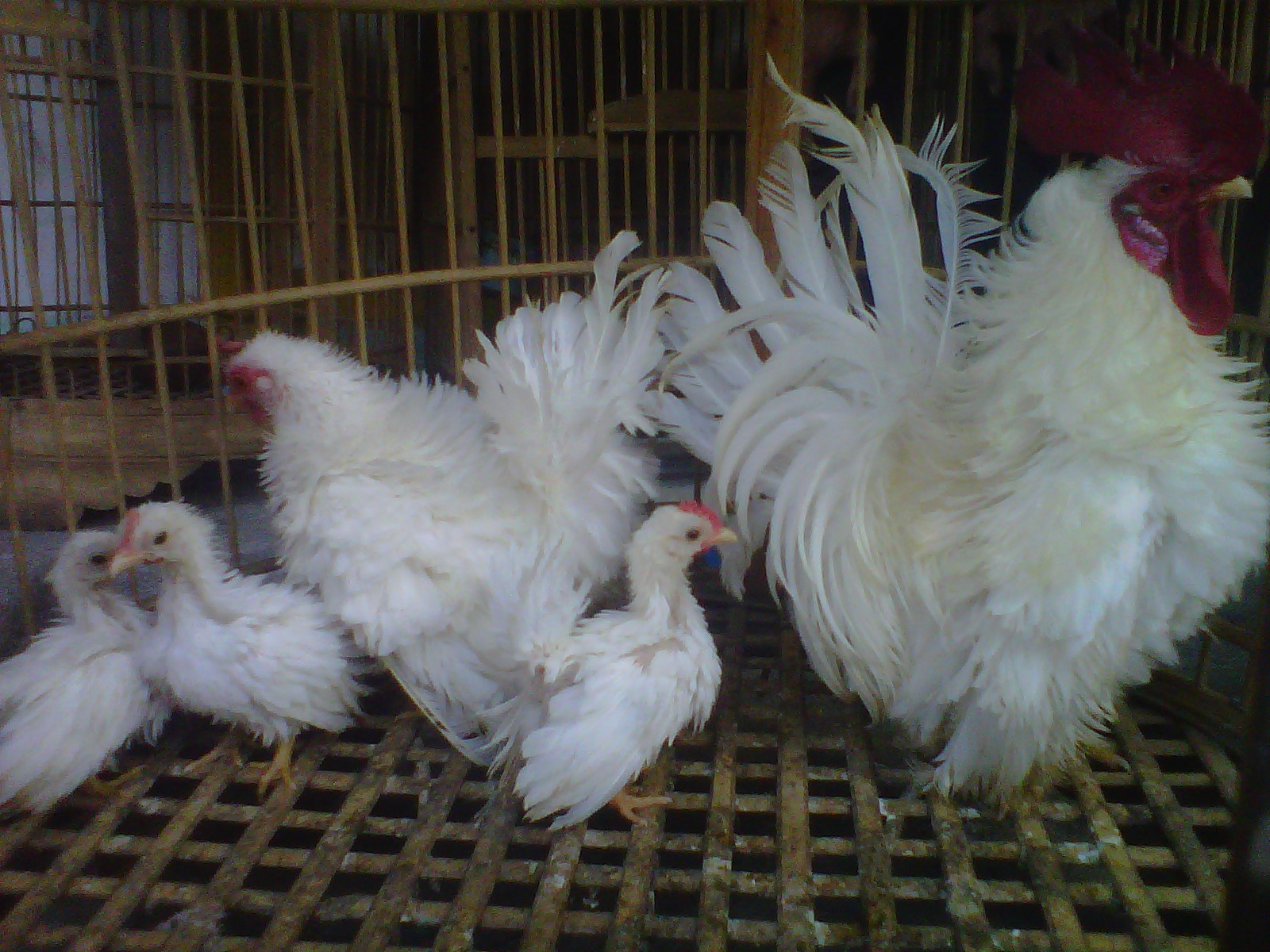 081390418867 // TOKO JUAL AYAM HIAS // 089637822311: AYAM KATE WALIK
