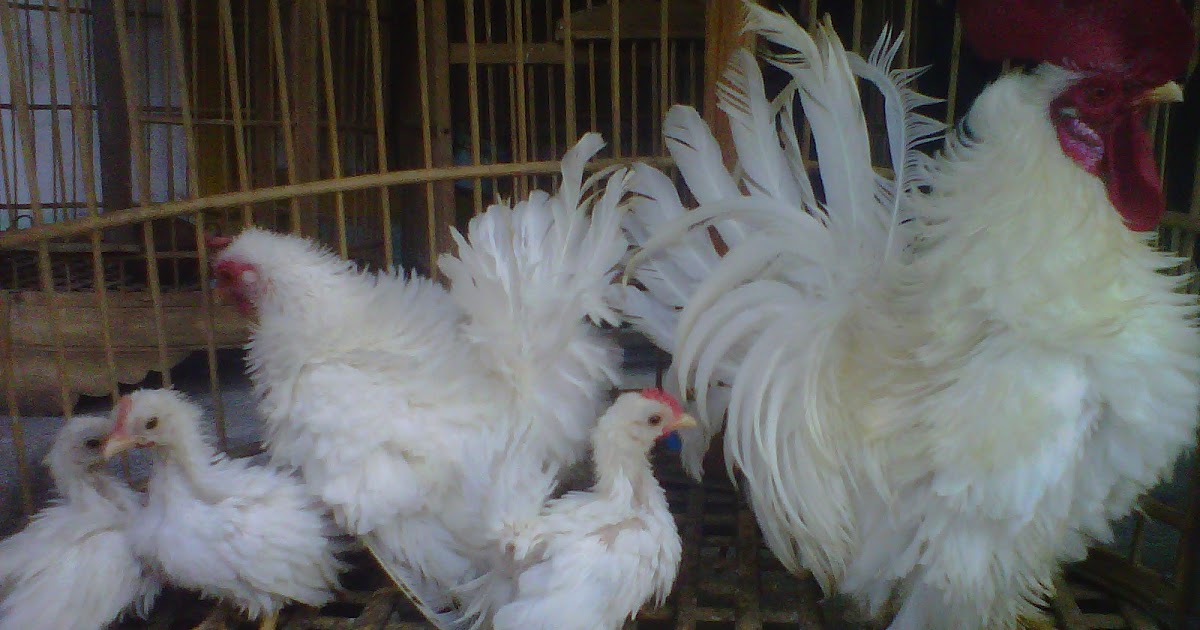 089637822311 // TOKO JUAL AYAM HIAS // 089637822311: AYAM KATE WALIK