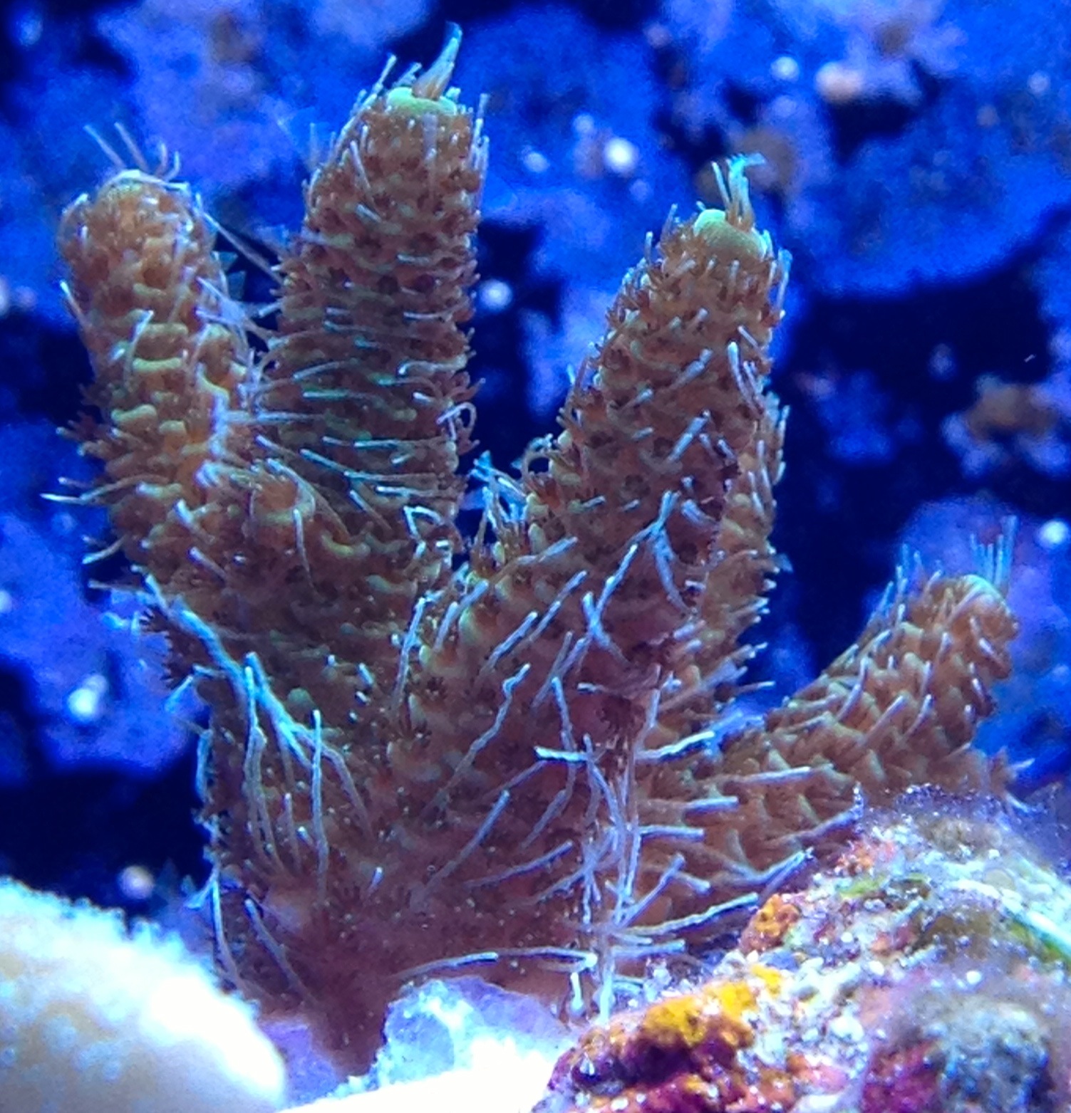 BoonBoy's Reef: Updates on Coral Growth