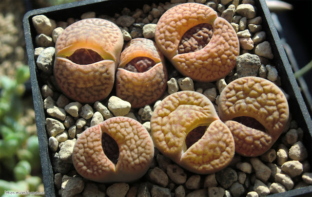 Lithops Stories: New year, new life for lithops - part 3 (10 pics)