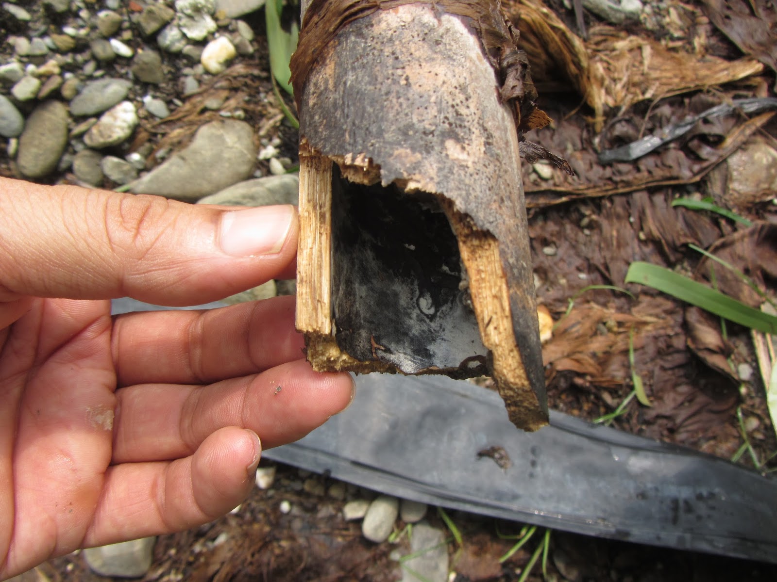 Estudiando Agricultura en Taiwán: Después de tifón (1): resistencia y ...