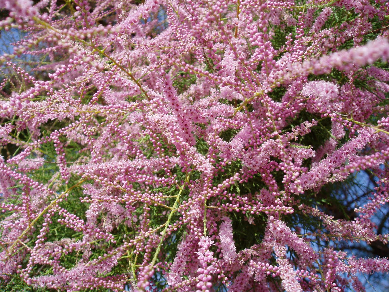 TARAY: Tamarix gallica | Plantas rioMoros