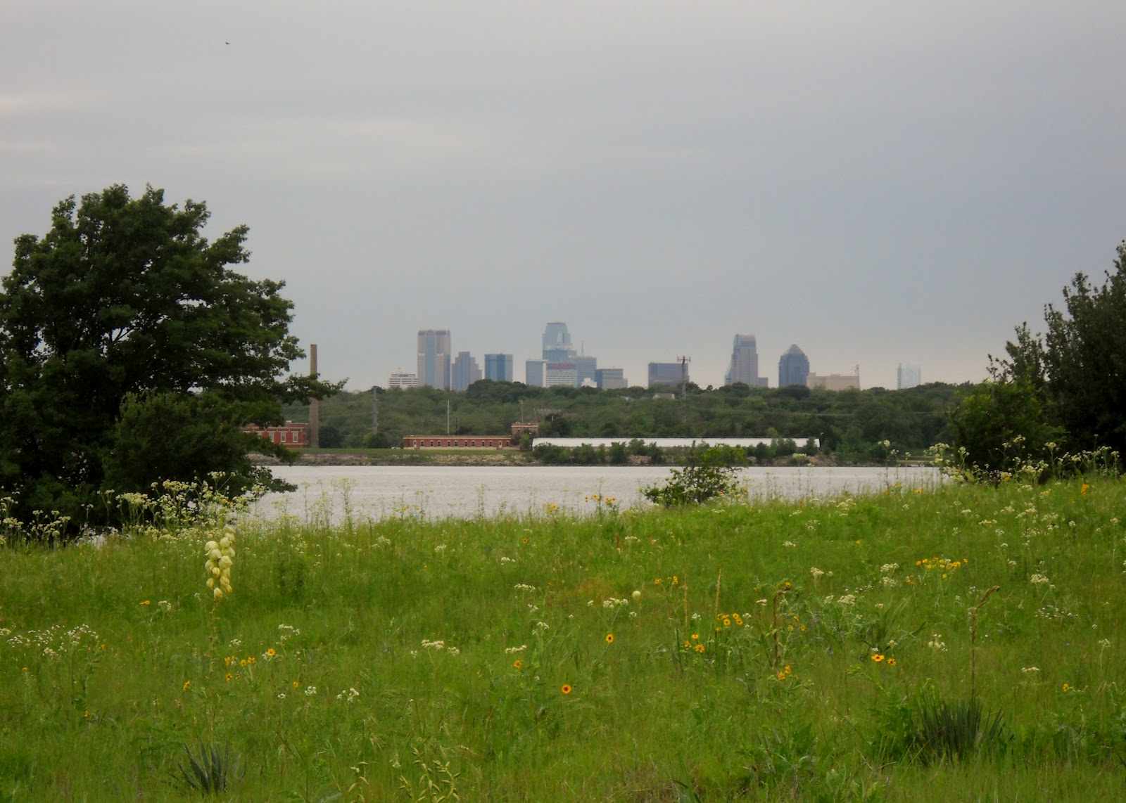White Rock Lake, Dallas, Texas: Absolutely Awesome Wildflowers Continue ...