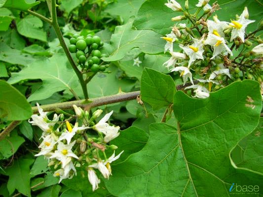 TAKOKAK ( Solanum torvum swartz ) | Eny Prasetyo