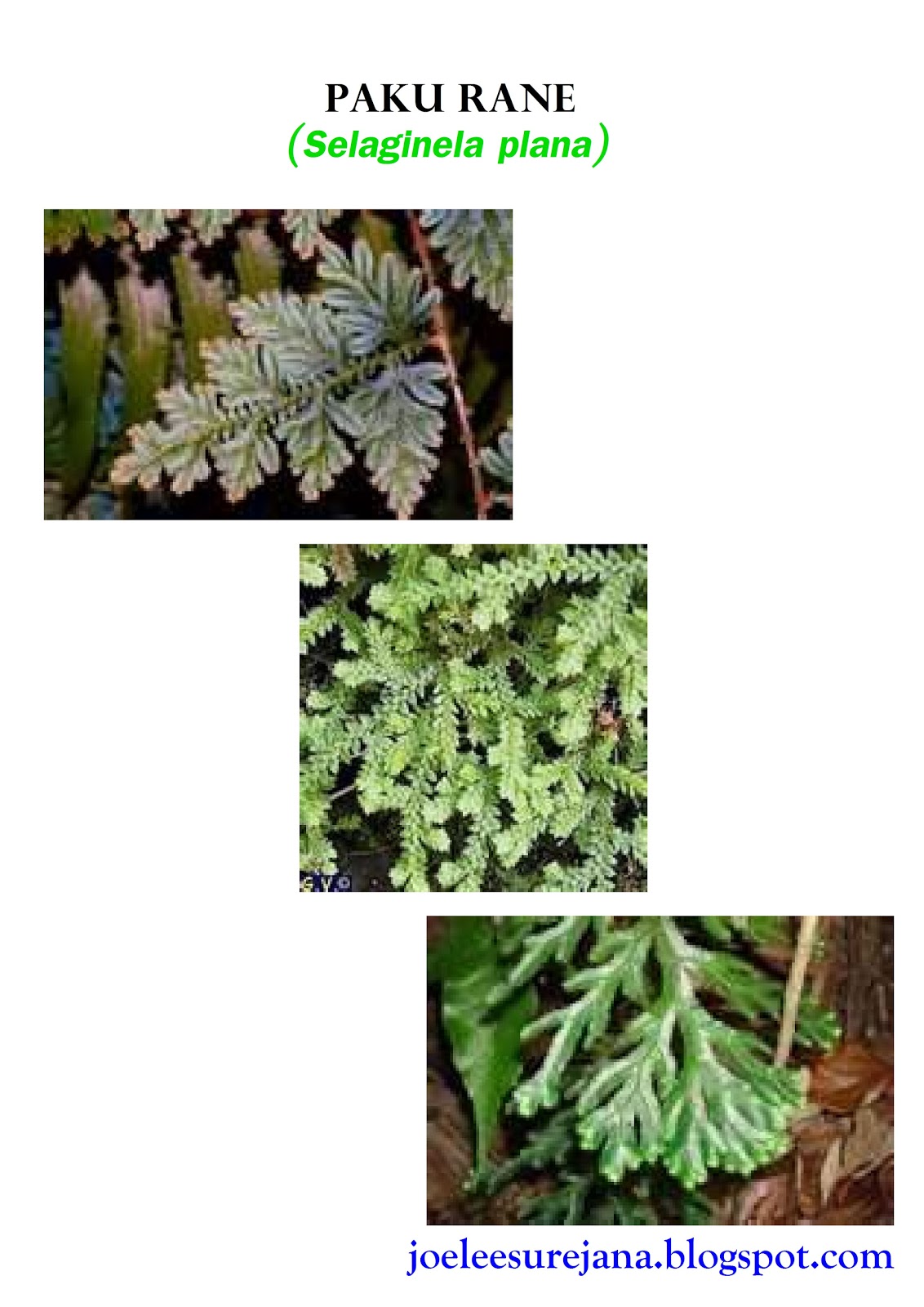 KEMBALI KE ALAM: LINGKUNGAN - OBAT TRADISIONAL ;;> Paku Rane