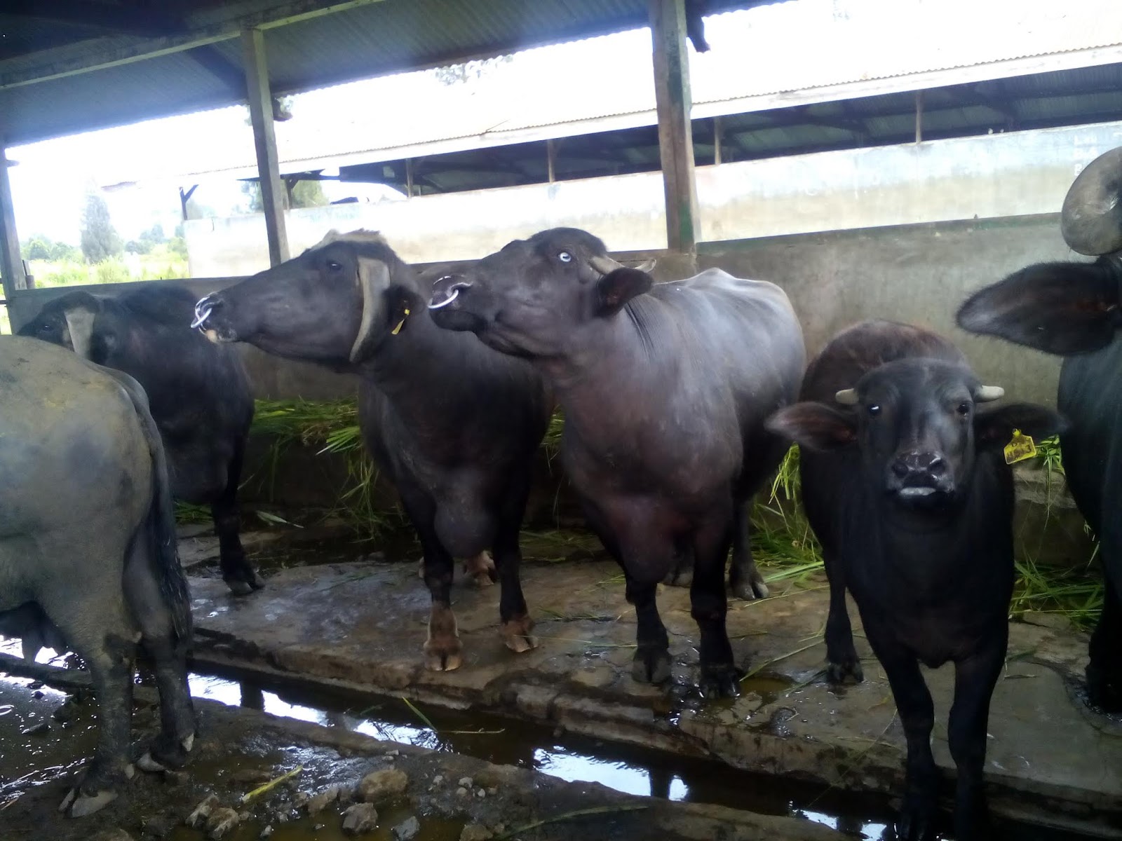 UPTD PETERNAKAN WIL III LEBAK: KERBAU MURRAH (KERBAU SUSU)