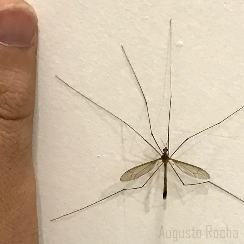 Insetologia - Identificação de insetos: Mosquitões Tipulídeos