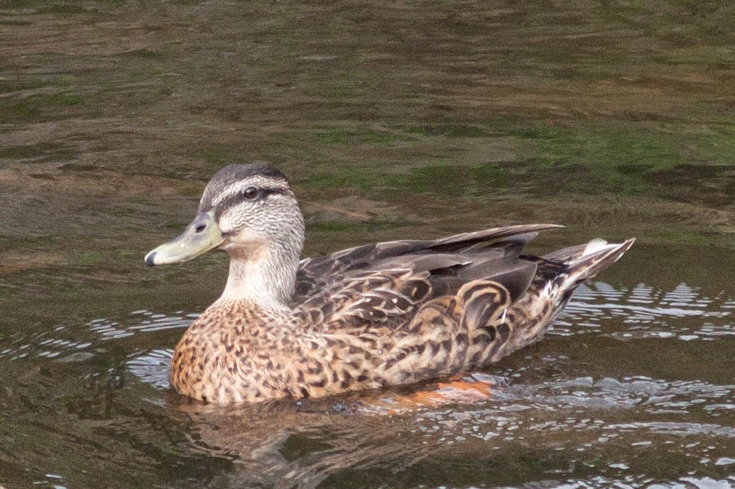 Birding Axarquia: New Zealand - Part 3: Ducks
