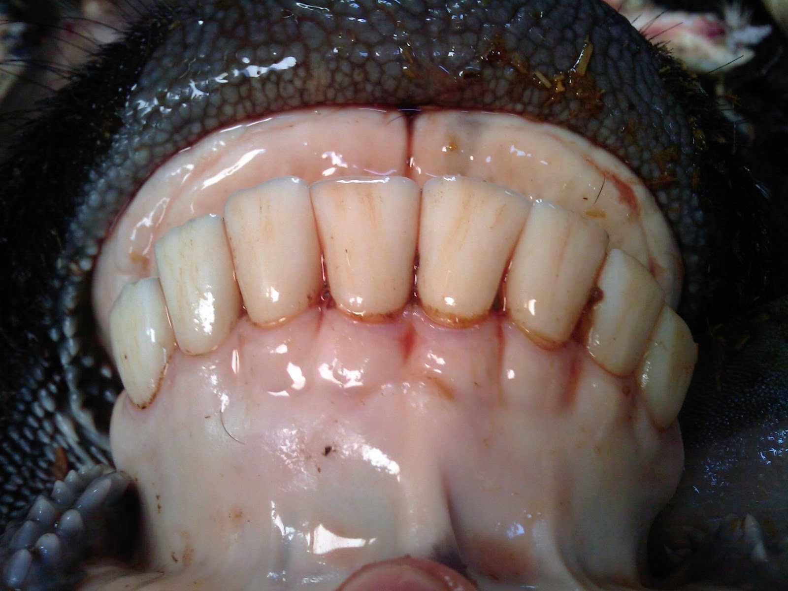 العلوم البيطرية: التسنين في الابقار_cattle dentition
