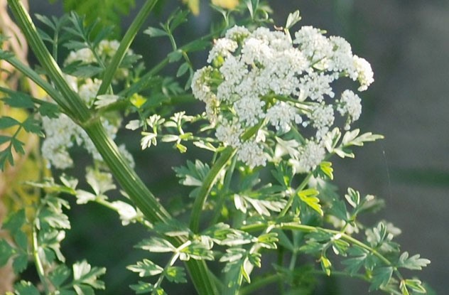 Garfadas on line: A rabaça, uma planta venenosa
