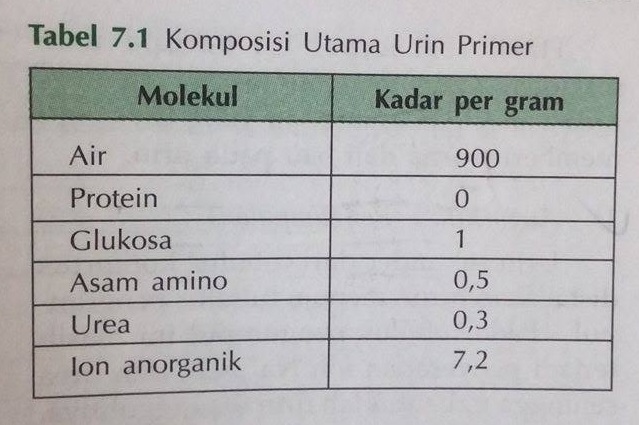 Proses Pembentukan Urin (Filtrasi, Reabsorpsi, dan Augmentasi ...