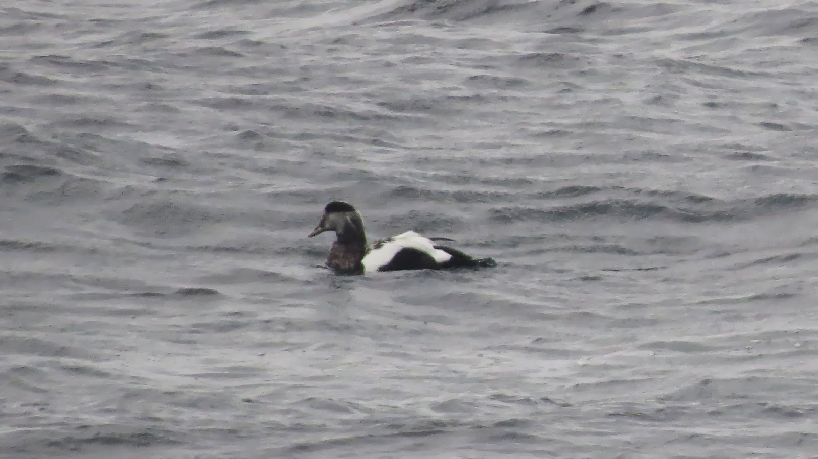 Birding with Buckley: Port aux Basques - Day 1