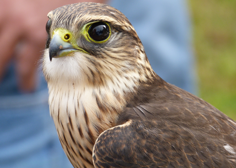 Connecticut Audubon Society: Trout Brook Valley hawk walk 9/22