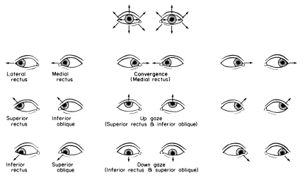 Ocular physiology