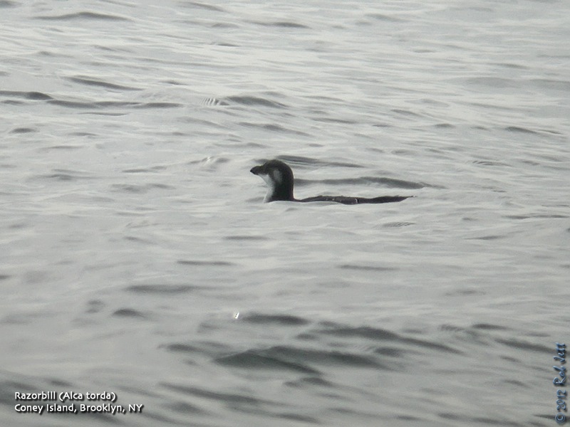 The City Birder: Coney Island Birds