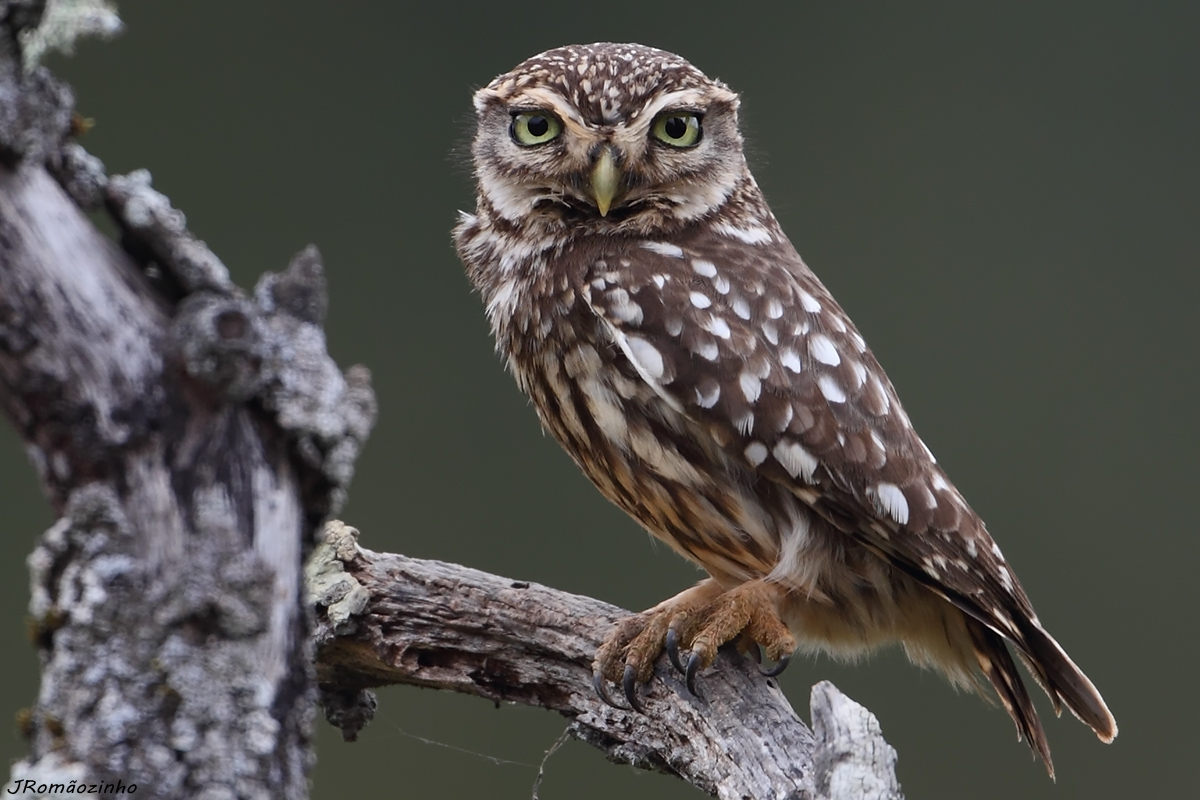 Pescador de aves: Mocho galego