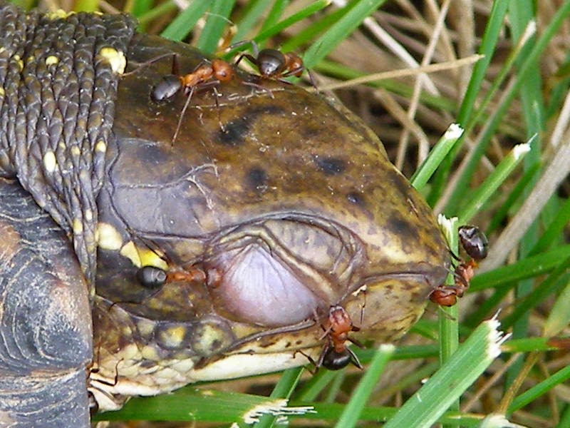 Blue Jay Barrens: Turtle and Ants