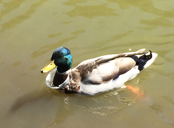 Wildlife Emergency Services blog: Collared duck in Monterey