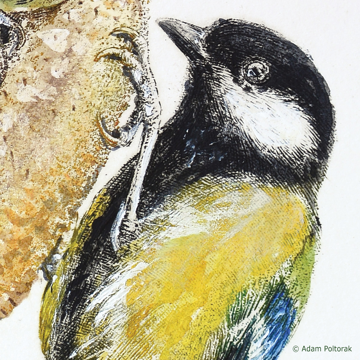 Atelier Adam Poltorak: Sikora bogatka