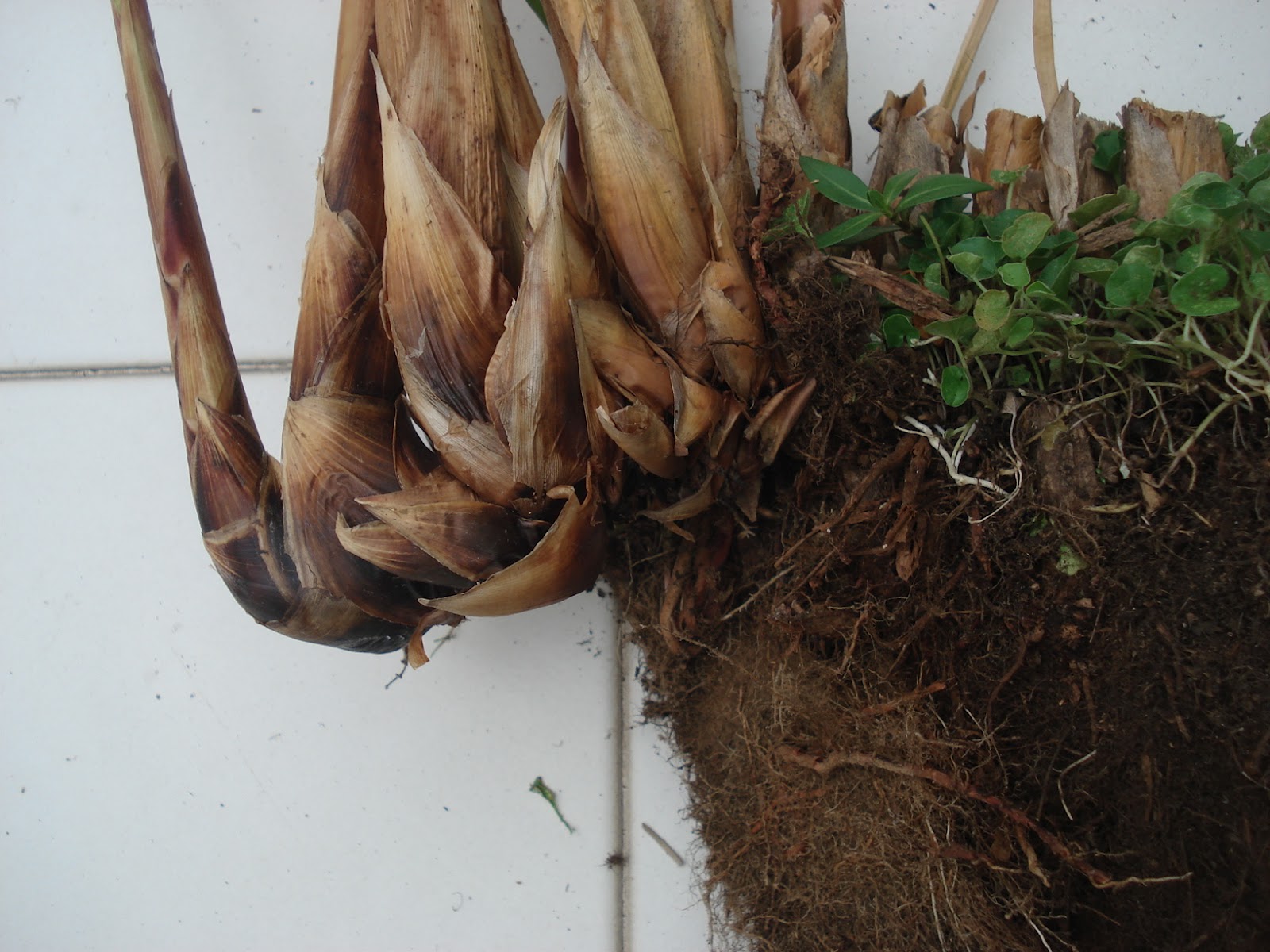 Reverdir **JARDINERIA Y PAISAJISMO**: PAPIROS. DIVISION DE MATAS