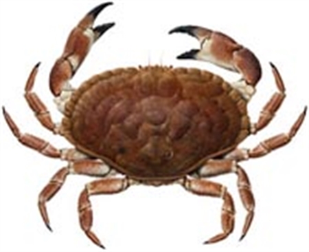 A COZINHA DA HERMÍNIA: Sapateira do Mar