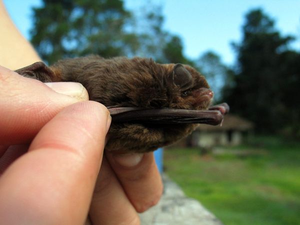 Best Jungle Life: Rare African Bats & African Bats Pics And Info