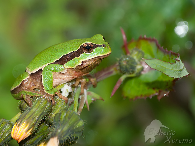 Bicherío Xtremo: La Ranita de San Antonio...