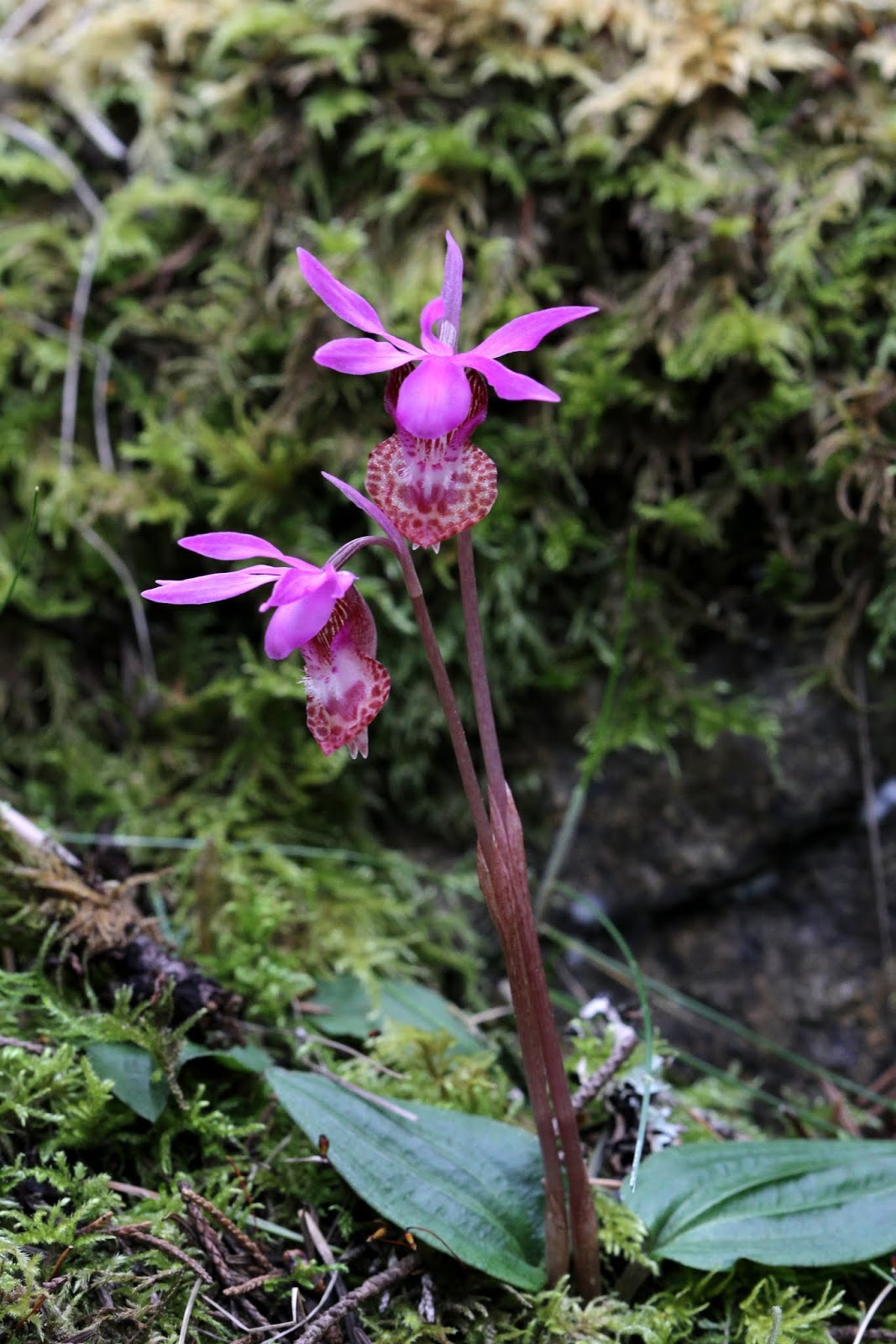 Native Orchids of the Pacific Northwest and the Canadian Rockies (and ...