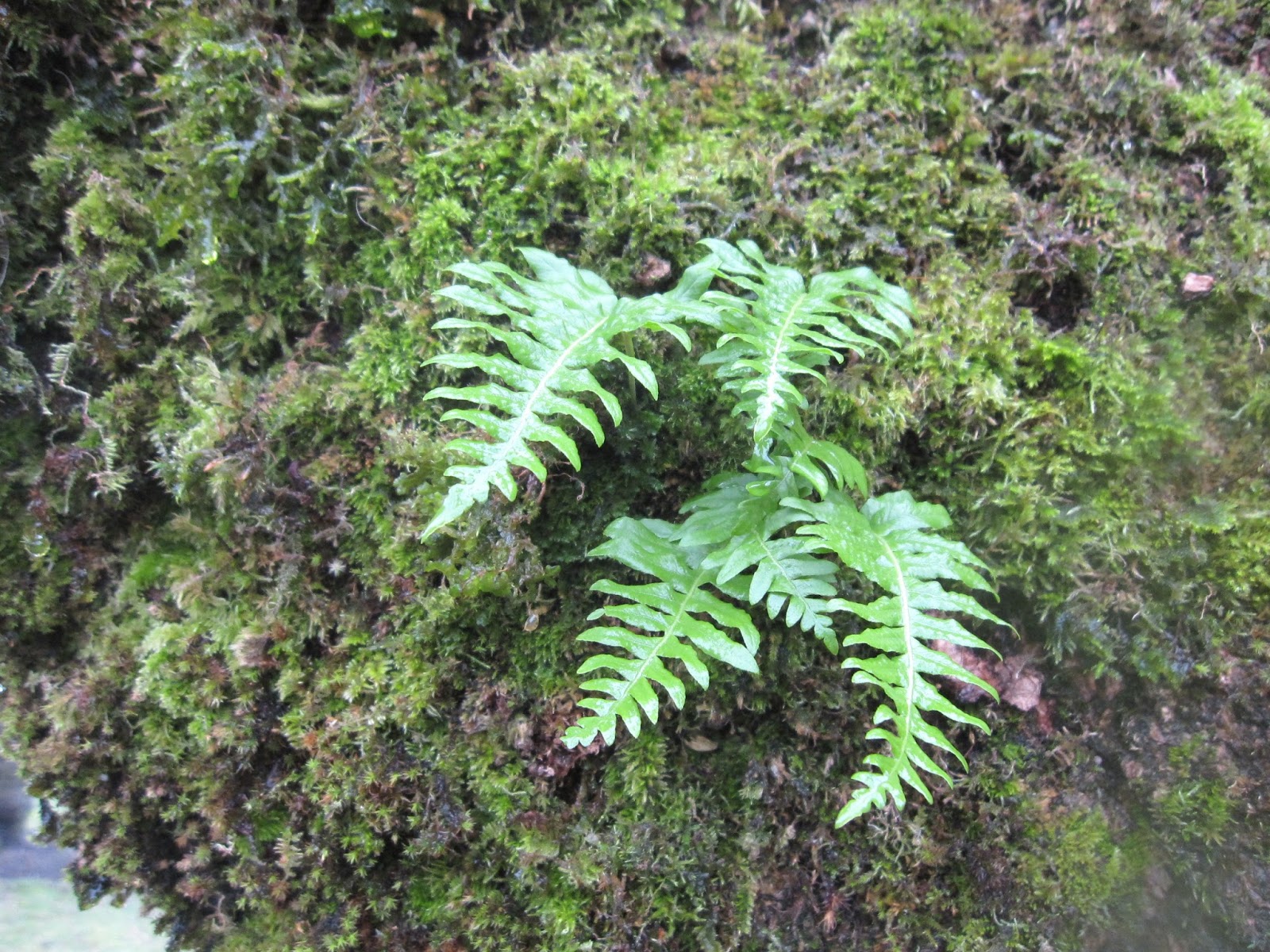 MulchMaid: Wednesday Vignette - more baby ferns