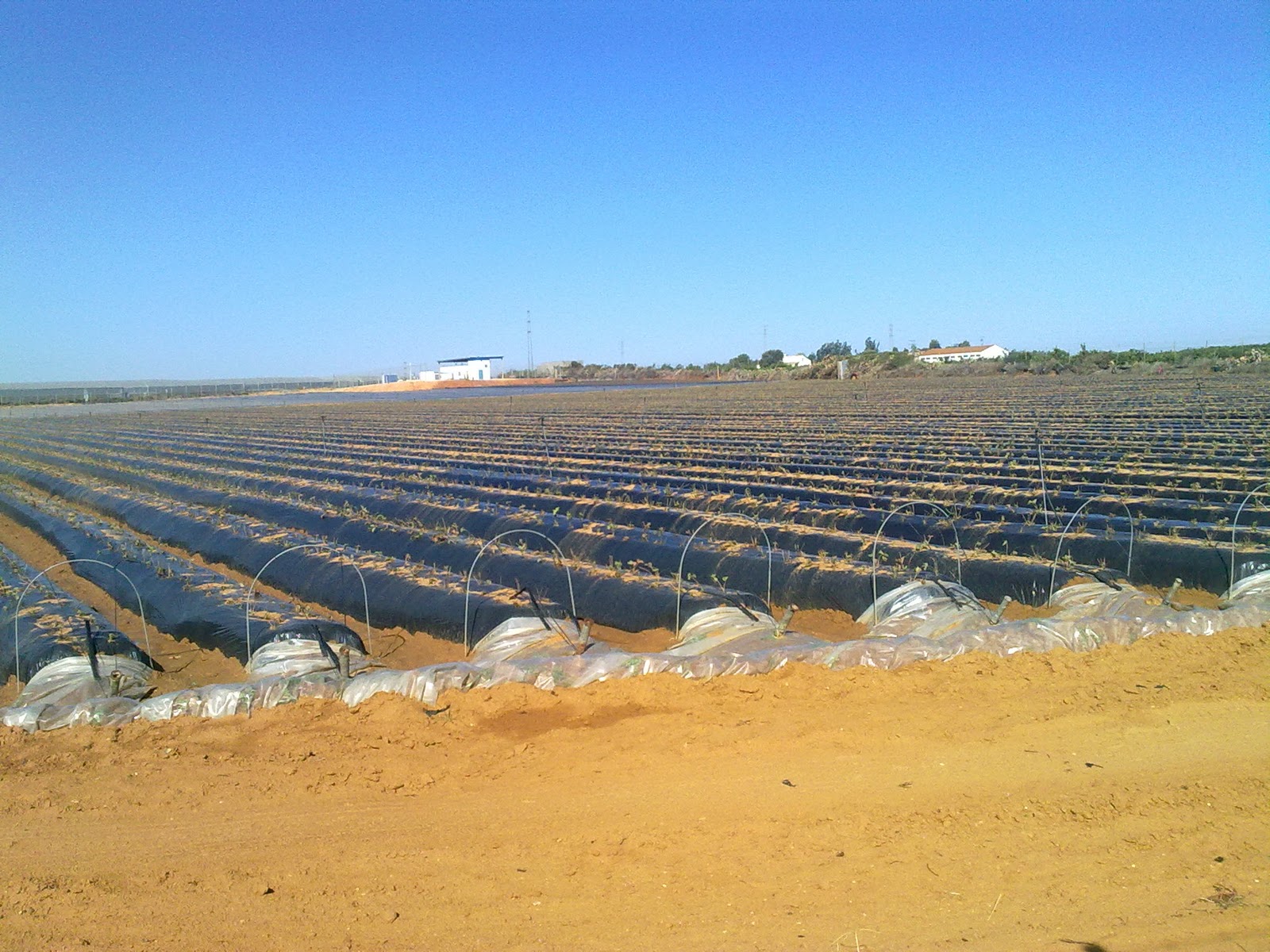 LEPE. Tal y como es.: LEPE Y SU AGRICULTURA. El salto de los cultivos ...