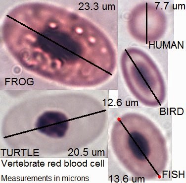 The Scorpion and the Frog: The Beginnings of Jurassic Park: Dinosaur ...