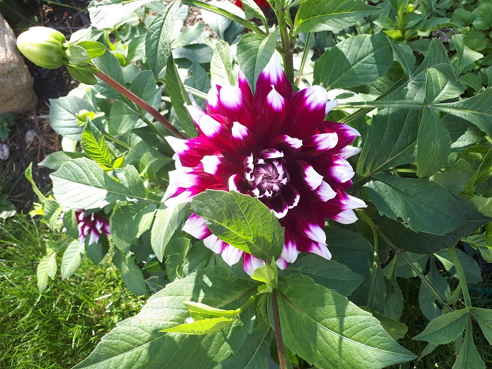 Pihan vuosi: Haaste: millainen puutarhuri olet?