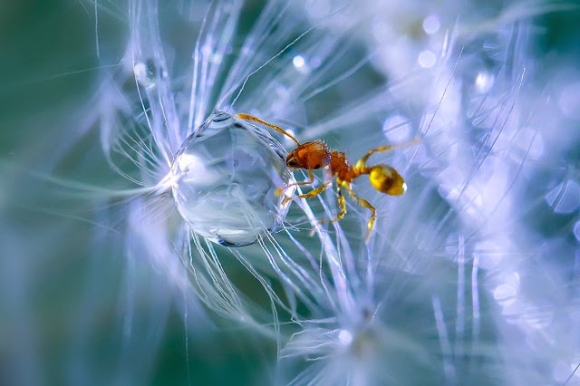 The Most Beautiful Ants View Captured by Miki Asai Photographer - worl ...